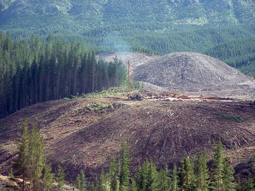 Logging pine forest | Waikato places | Te Ara Encyclopedia of New Zealand
