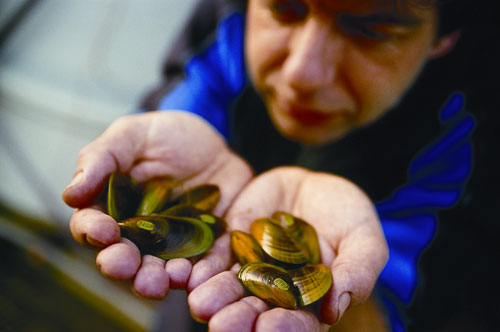 Greenshell mussels | Nelson region | Te Ara Encyclopedia of New Zealand