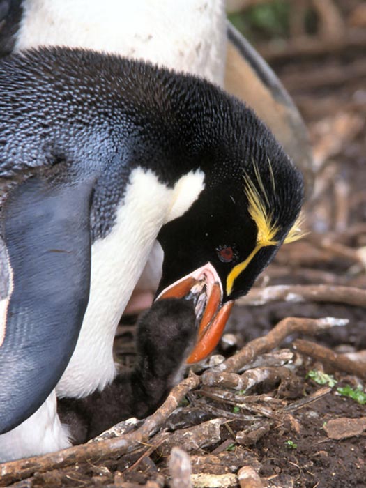 Feeding the chick | Penguins | Te Ara Encyclopedia of New Zealand