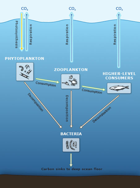 Photosynthesis Diagrams In The Ocean