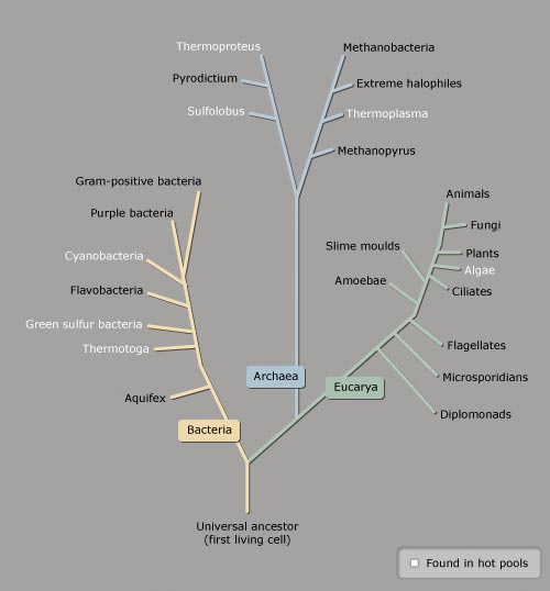 The tree of life | Life in hot springs | Te Ara Encyclopedia of New Zealand