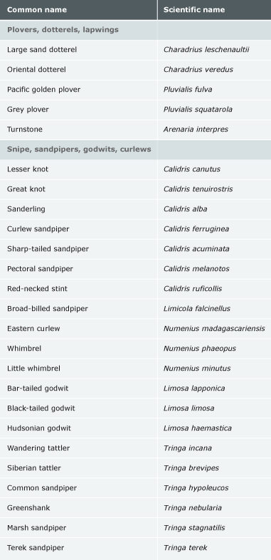 Waders that migrate regularly to New Zealand | Wading birds | Te Ara ...
