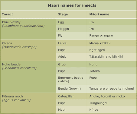 Insect stages | Te aitanga pepeke – the insect world | Te Ara ...