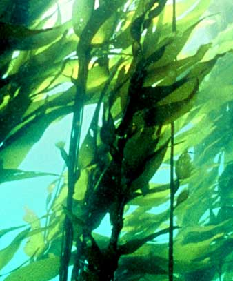 Seaweed