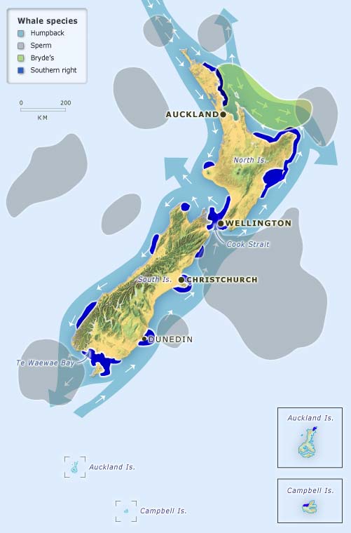 Sperm Whale Migration Route Map See The Most Iconic Wildlife