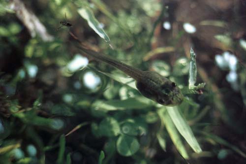 Tadpole | Frogs | Te Ara Encyclopedia of New Zealand