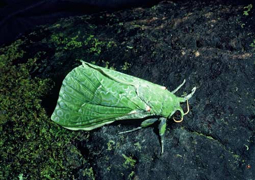 Male pūriri moth | Insects – overview | Te Ara Encyclopedia of New Zealand