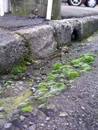 Urban moss | Mosses | Te Ara Encyclopedia of New Zealand