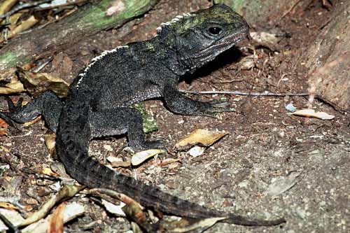 Tuatara | Taniwha | Te Ara Encyclopedia of New Zealand