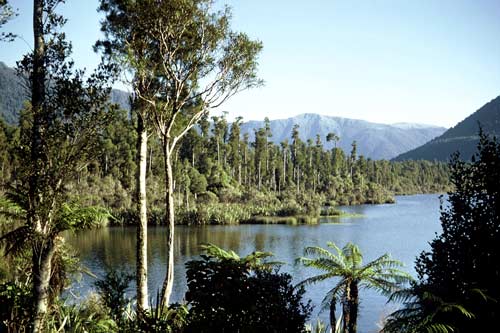 Swamp forest | Conifer–broadleaf forests | Te Ara Encyclopedia of New ...
