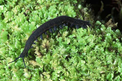 Peripatus | Evolution of plants and animals | Te Ara Encyclopedia of ...