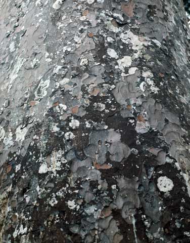 Mataī bark | Conifers | Te Ara Encyclopedia of New Zealand