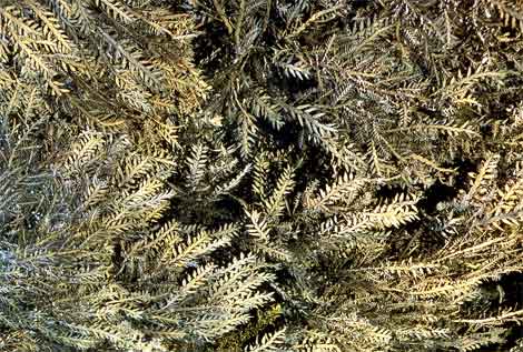Flapjack | Seaweed | Te Ara Encyclopedia of New Zealand
