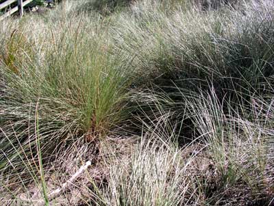 Marram grass | Coastal shoreline | Te Ara Encyclopedia of New Zealand