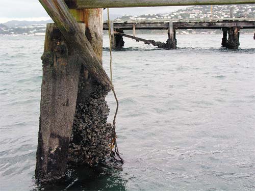 Wharf pile | Ocean currents and tides | Te Ara Encyclopedia of New Zealand