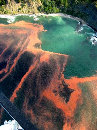 Algal bloom | Ocean currents and tides | Te Ara Encyclopedia of New Zealand