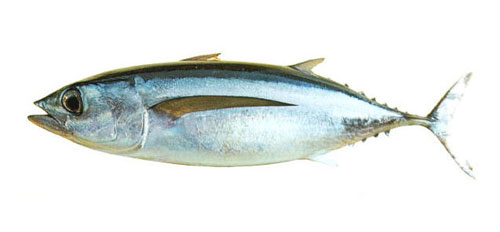 Tuna species | Oceanic fish | Te Ara Encyclopedia of New Zealand