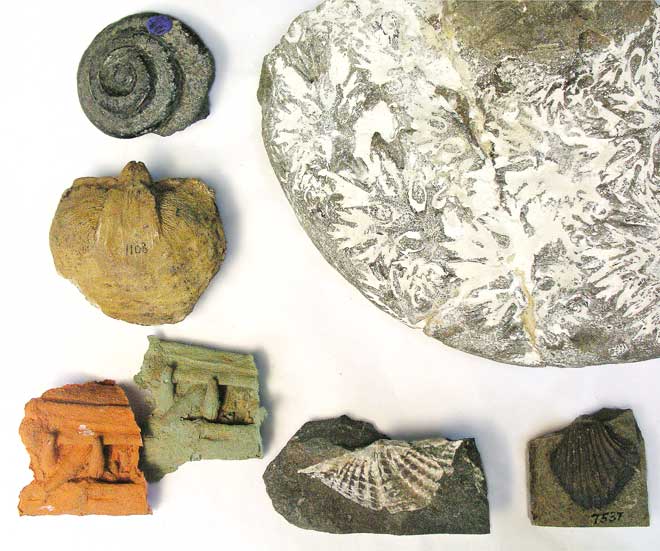 Triassic fossils | Fossils | Te Ara Encyclopedia of New Zealand