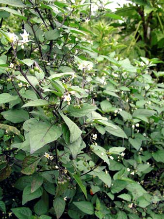 Black nightshade | Poisonous plants and fungi | Te Ara Encyclopedia of ...