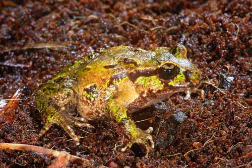 Archey’s frog | Frogs | Te Ara Encyclopedia of New Zealand