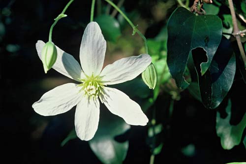 Puawānanga flower | Te ngahere – forest lore | Te Ara Encyclopedia of ...