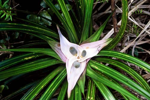 Kiekie flower | Te ngahere – forest lore | Te Ara Encyclopedia of New ...