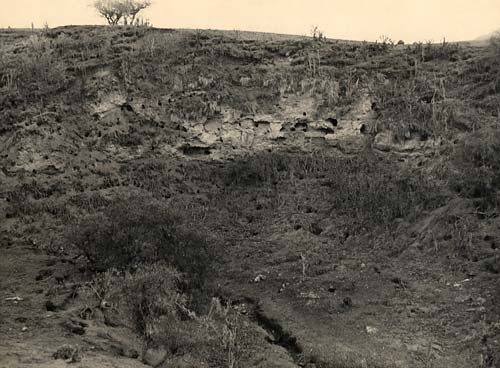 Rabbit warren | Rabbits | Te Ara Encyclopedia of New Zealand