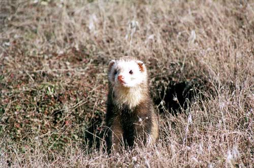 Ferret | Rabbits | Te Ara Encyclopedia of New Zealand