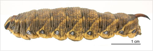 Anuhe (kūmara moth caterpillar) | Kūmara | Te Ara Encyclopedia of New ...