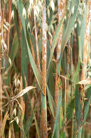 Wheat stripe rust | Arable farming | Te Ara Encyclopedia of New Zealand
