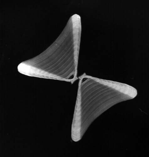 Shark vertebra | Sharks and rays | Te Ara Encyclopedia of New Zealand