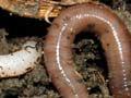 Earthworms | Te Ara Encyclopedia of New Zealand
