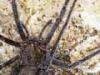 Trapdoor spider | Spiders and other arachnids | Te Ara Encyclopedia of ...