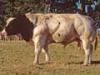 Wagyu cow and calf | Beef farming | Te Ara Encyclopedia of New Zealand