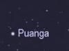 Puawānanga flower | Te ngahere – forest lore | Te Ara Encyclopedia of ...