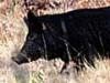 Year of the pig | Pigs and the pork industry | Te Ara Encyclopedia of ...
