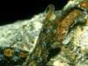 Spiny pads and claws | Peripatus | Te Ara Encyclopedia of New Zealand