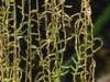 Endemic moss | Mosses | Te Ara Encyclopedia of New Zealand