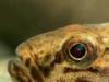 Bluegill bully | Freshwater fish | Te Ara Encyclopedia of New Zealand