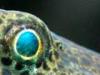 Upland bully | Freshwater fish | Te Ara Encyclopedia of New Zealand