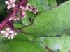 Makomako – wineberry | Shrubs and small trees of the forest | Te Ara ...