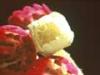 Makomako – wineberry | Shrubs and small trees of the forest | Te Ara ...