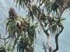 Horopito tree | Shrubs and small trees of the forest | Te Ara ...