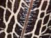 Huhu grub | Beetles | Te Ara Encyclopedia of New Zealand