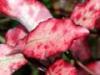 Horopito-infused oil | Plant extracts | Te Ara Encyclopedia of New Zealand