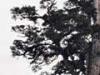 Hall’s tōtara | Conifers | Te Ara Encyclopedia of New Zealand