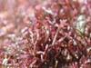 Seaweed habitats | Seaweed | Te Ara Encyclopedia of New Zealand